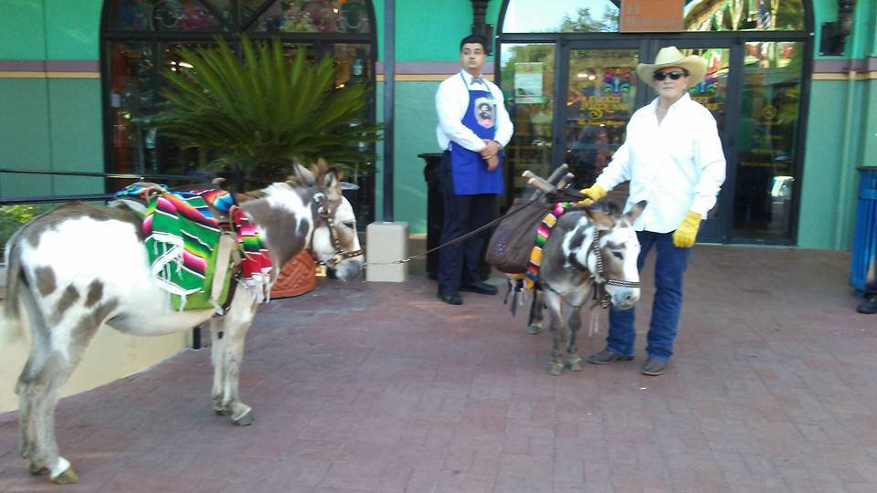 Beer Burro Rental - Beer Burros Rental | Longhorn Rental | Cross T Ranch