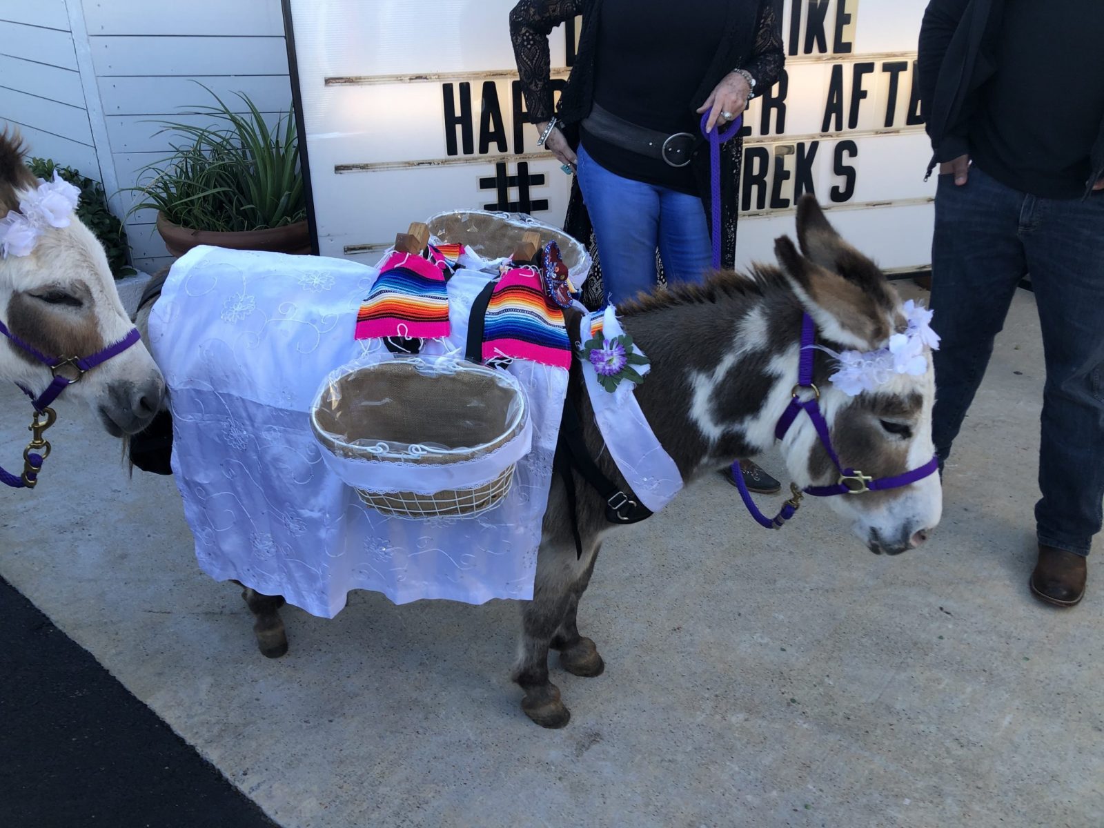 Beer Burro Rental - Beer Burros Rental | Longhorn Rental | Cross T Ranch