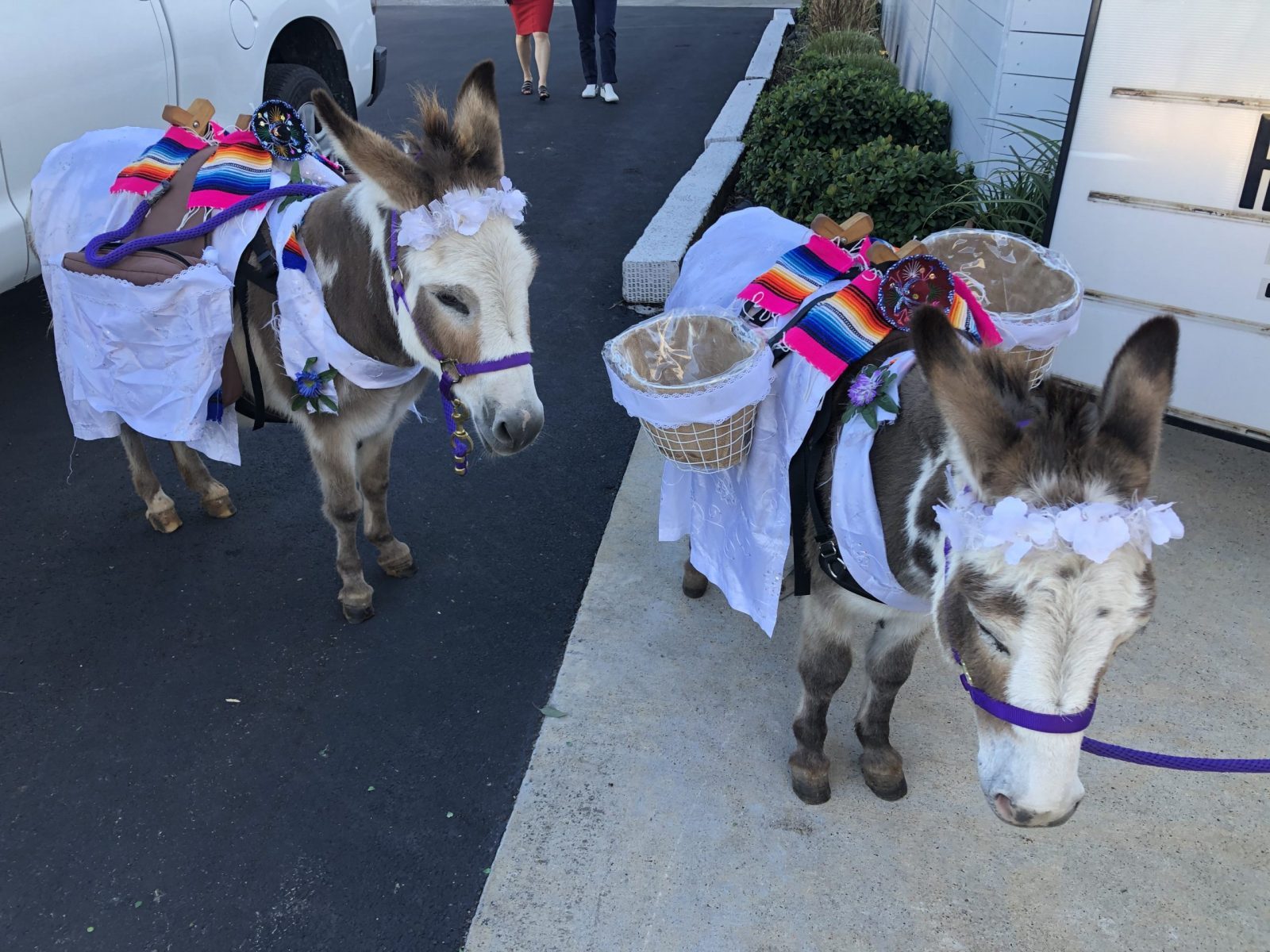 Weddings - Beer Burros Rental | Longhorn Rental | Cross T Ranch