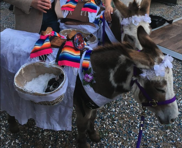 Beer Burro Rental - Beer Burros Rental | Longhorn Rental | Cross T Ranch